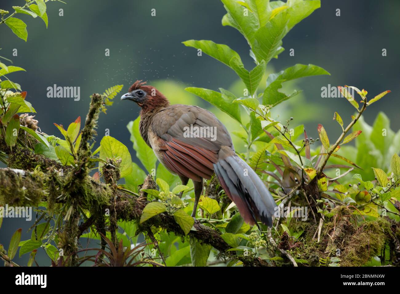 Rufous-headed Chachalaca (Ortalis erythoptera) Province El Oro, Buenaventura Biological Reserve ...