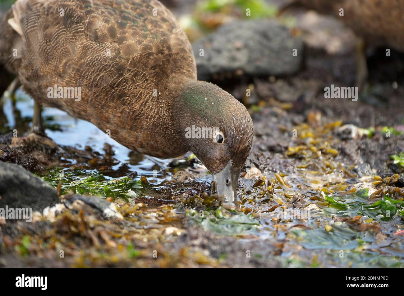 Algae beds hi-res stock photography and images - Alamy