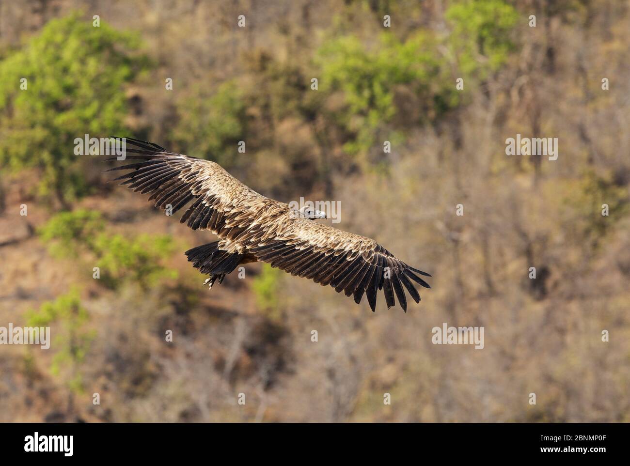 Long-billed vulture (Gyps indicus) in flight, Bandhavgarh National Park ...