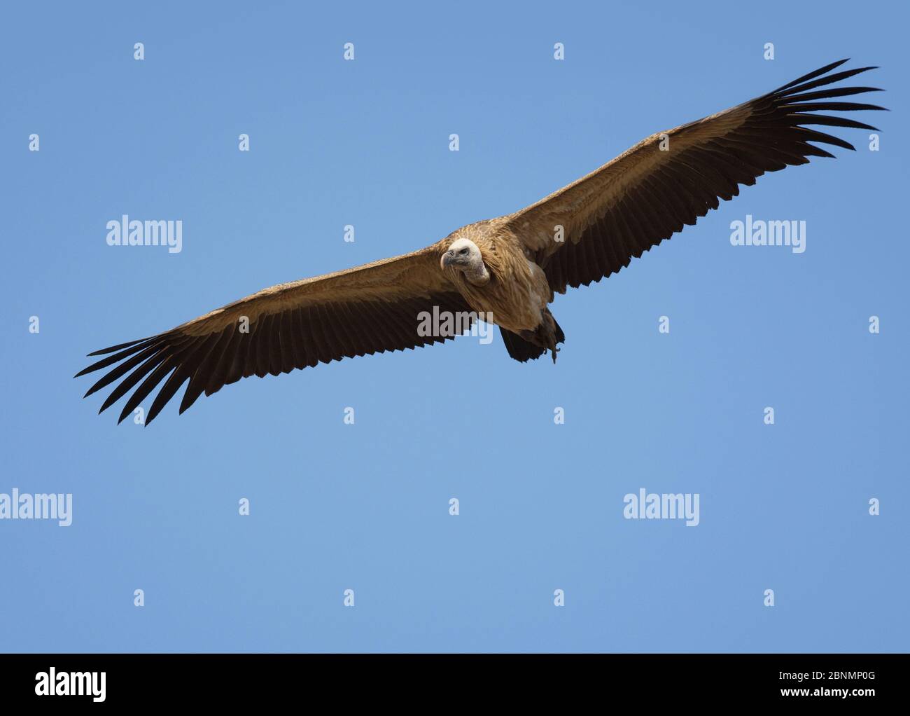 Long-billed vulture (Gyps indicus) in flight, Bandhavgarh National Park ...