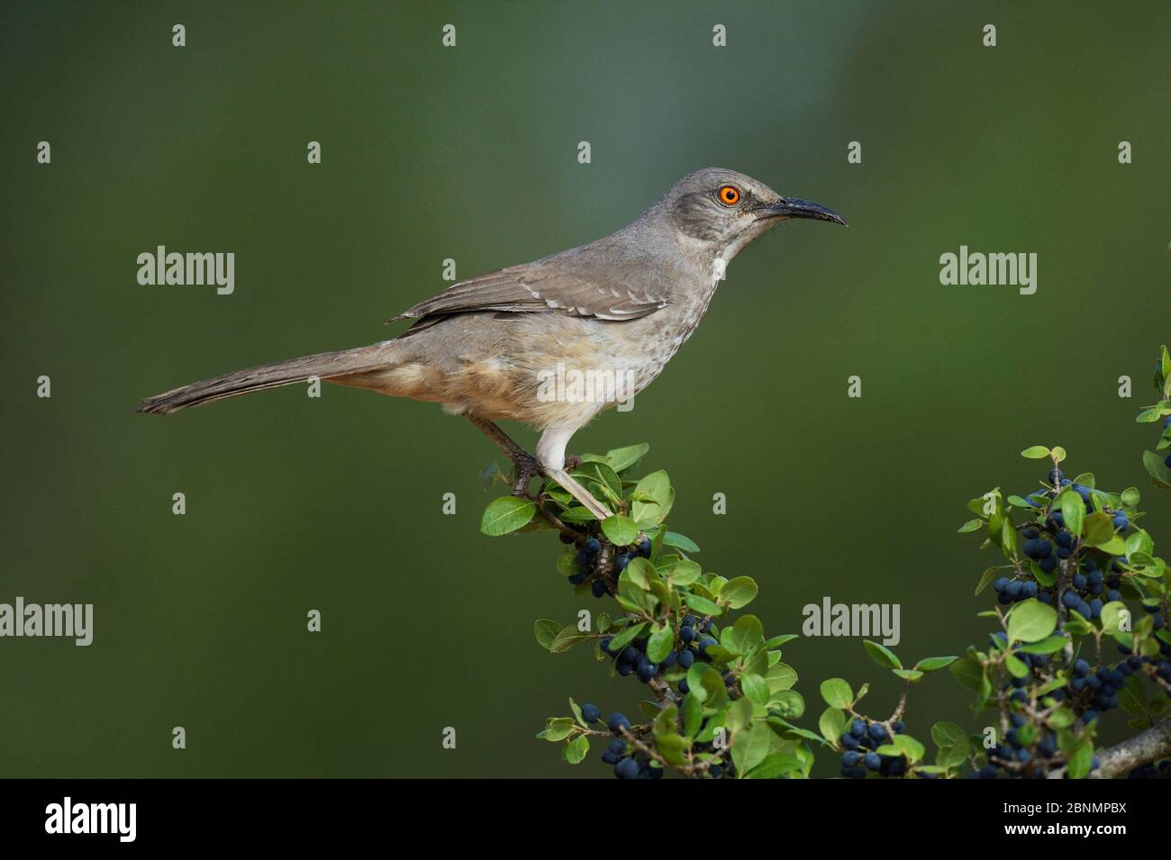 Curve-billed thrasher (Toxostoma curvirostre), adult perched on berry ...