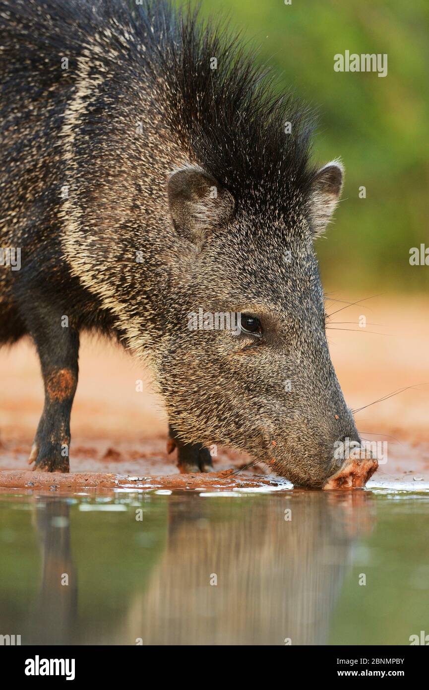 Tayassuidae drinking hi-res stock photography and images - Alamy