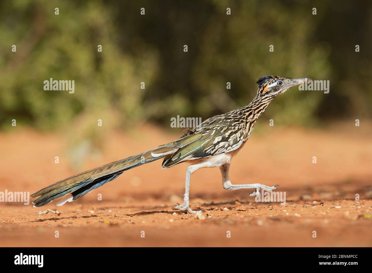 Greater roadrunner (Geococcyx californianus), adult running, Rio Grande ...