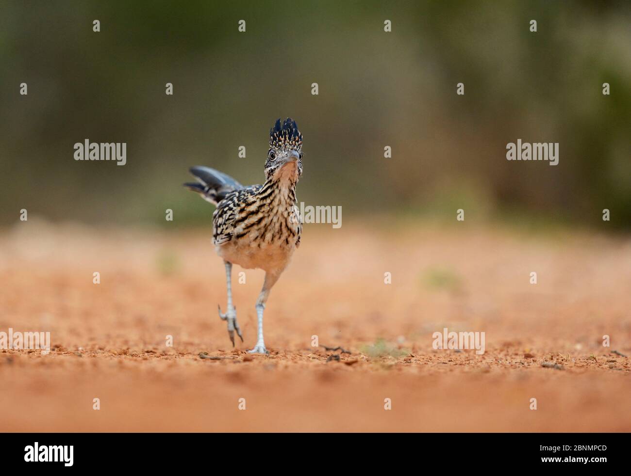 Greater roadrunner (Geococcyx californianus), adult running, Rio Grande ...