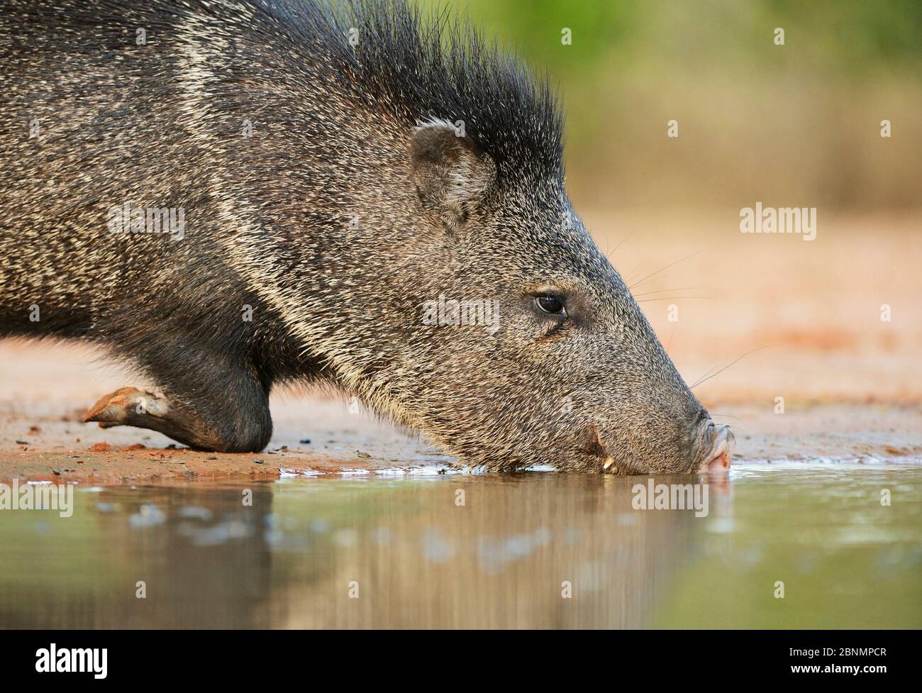Collared peccary (Tayassu tajacu), adult drinking, South Texas, USA ...