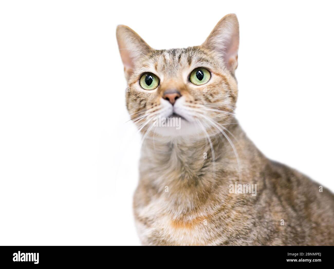 A domestic shorthair cat with patched tabby markings and green eyes ...