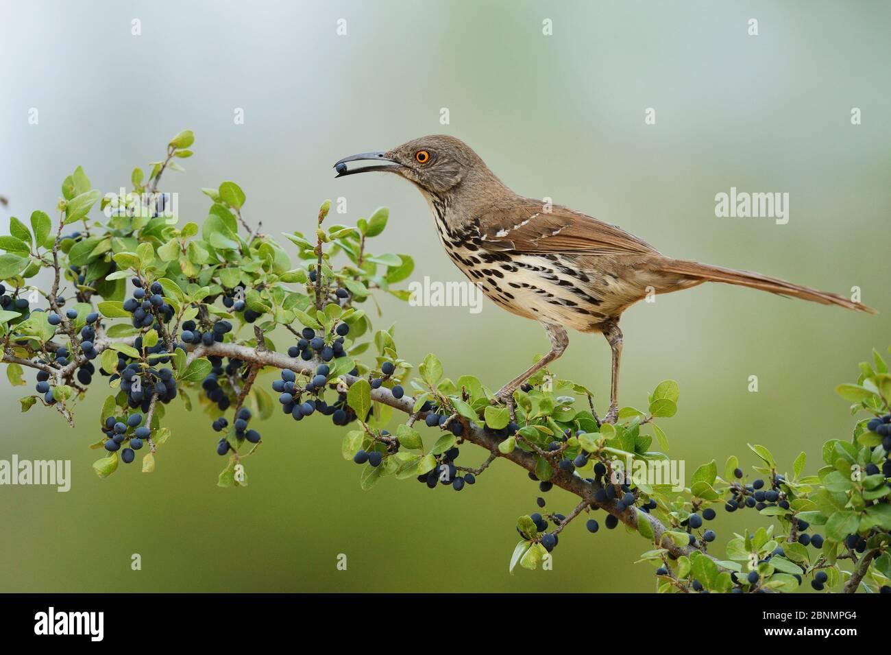 Long-billed thrasher (Toxostoma longirostre), adult eating Elbow bush ...