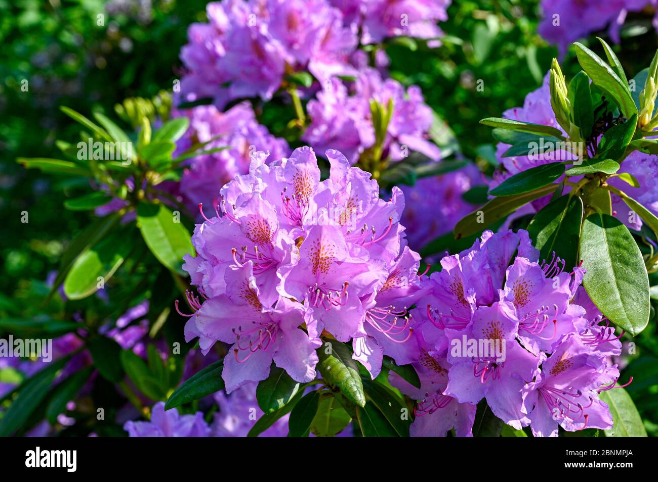 big pink rhododendron flowers in full bloom Stock Photo - Alamy