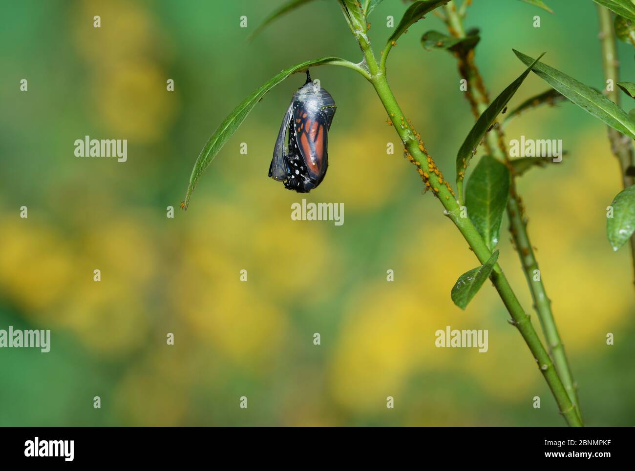 Monarch (Danaus plexippus), butterfly emerging from chrysalis on ...