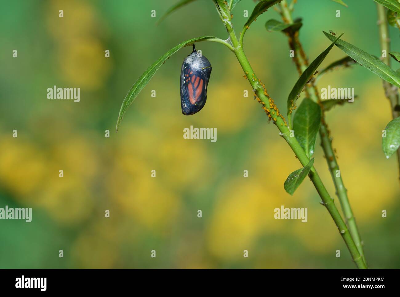 Checkerspot butterfly chrysalis hi-res stock photography and images - Alamy