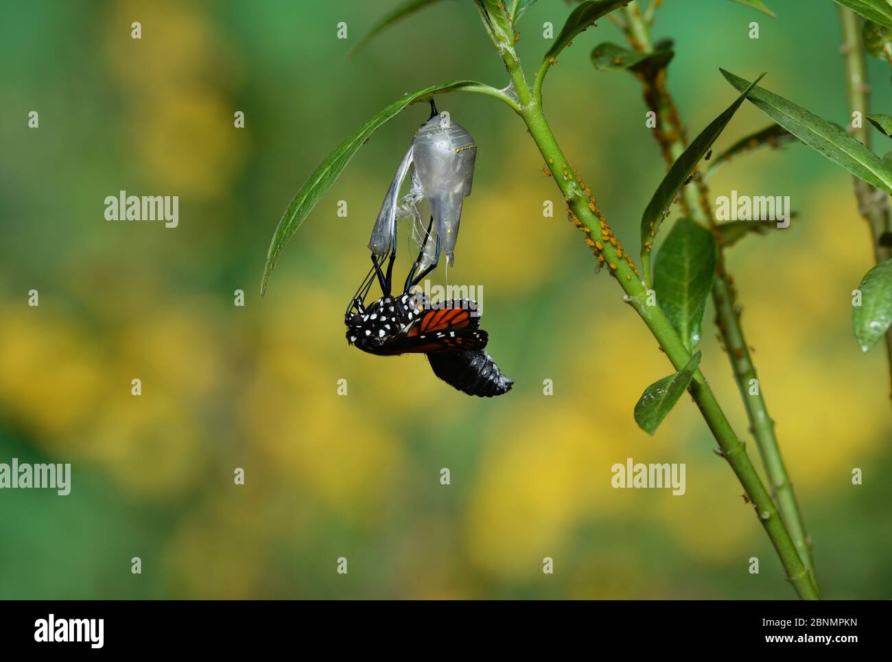 Butterfly Emerging From Cocoon Gif