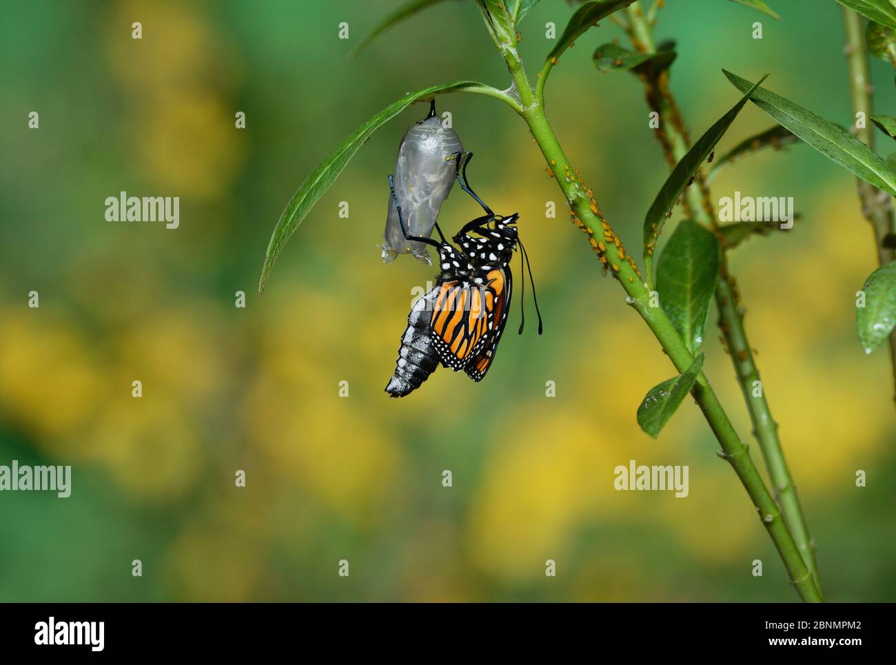 Monarch butterfly chrysalis emerging hi-res stock photography and ...