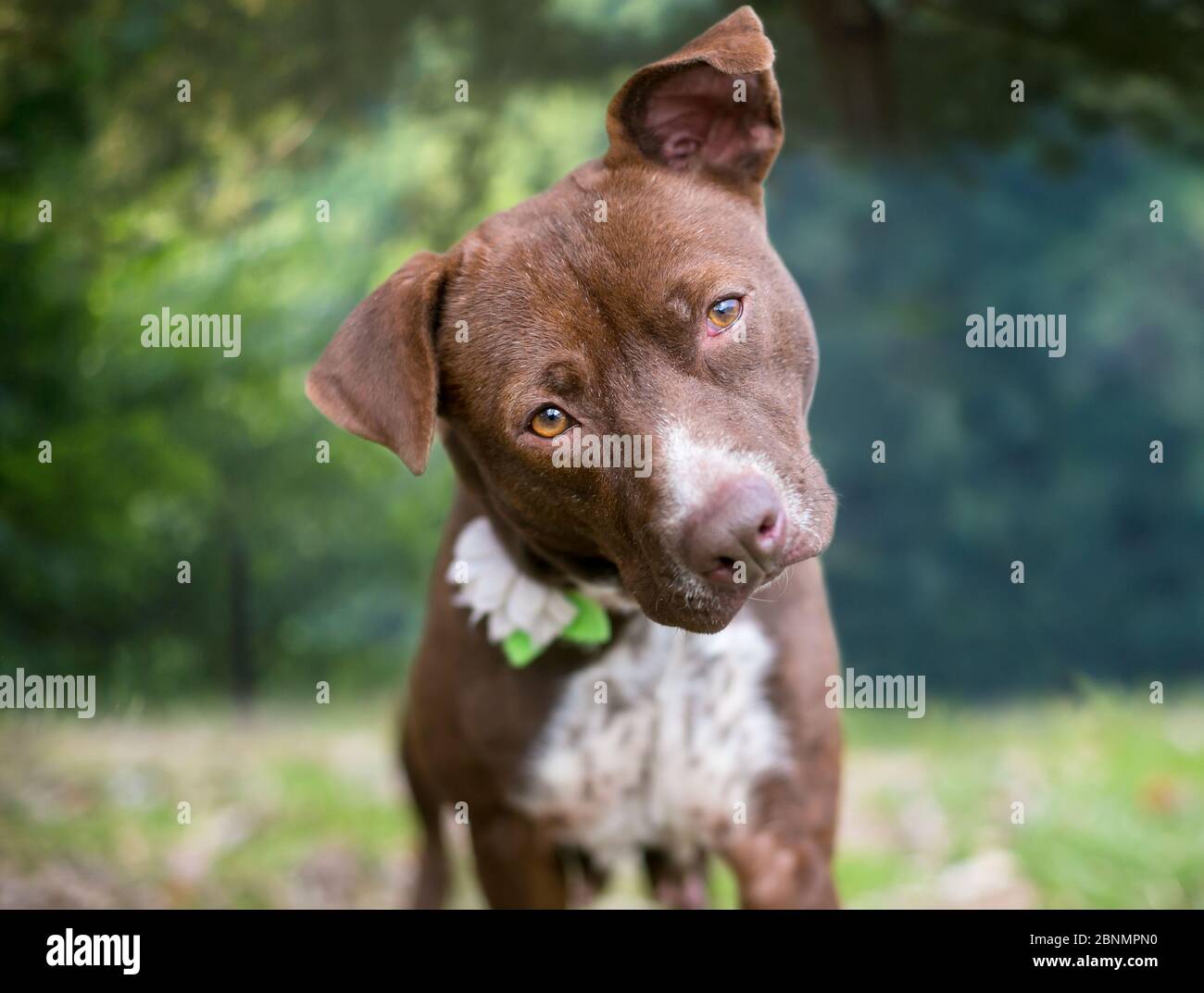 Brown And White Dog With Floppy Ears