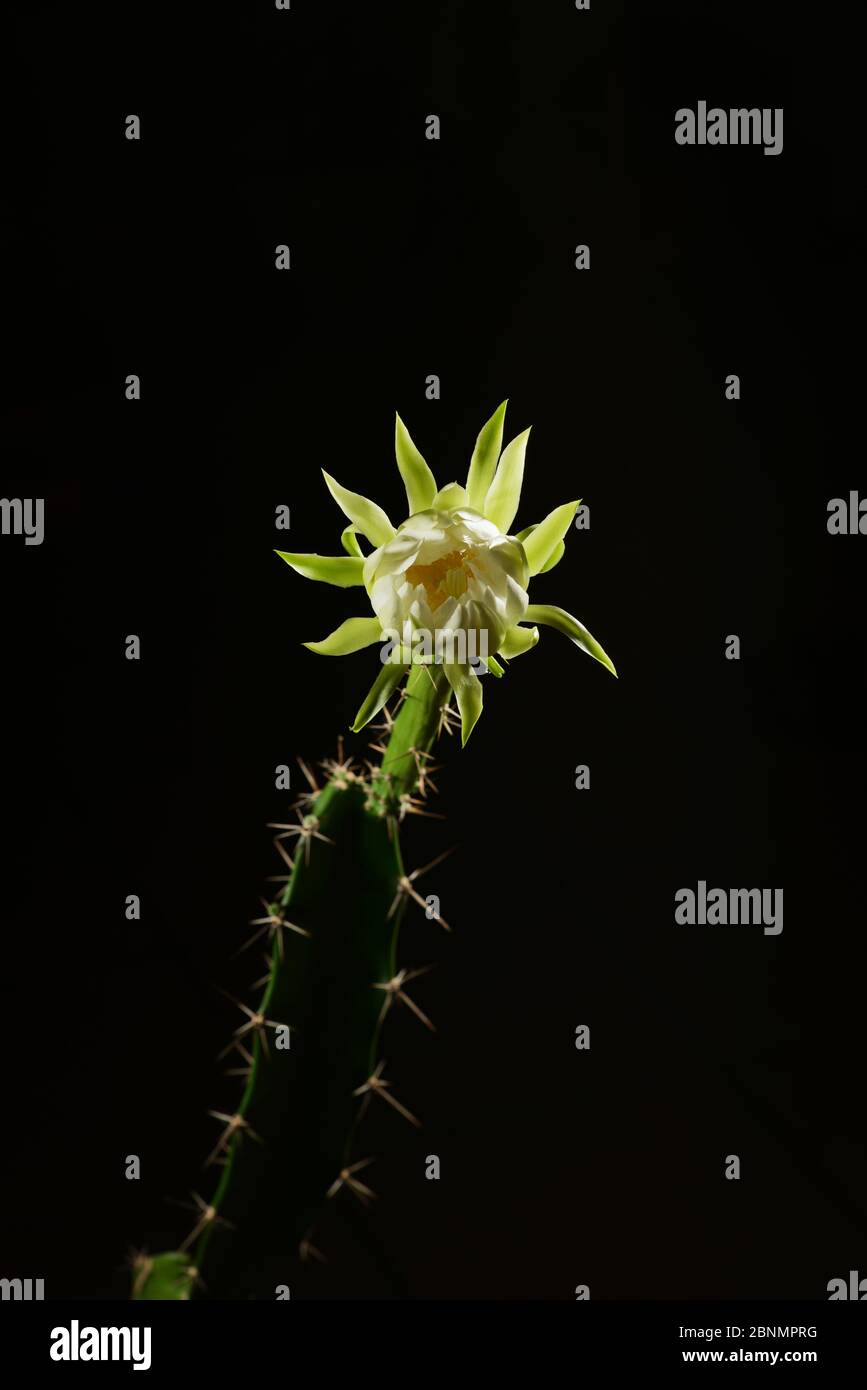 Night-blooming cereus cactus (Acanthocereus tetragonus), flower bud ...