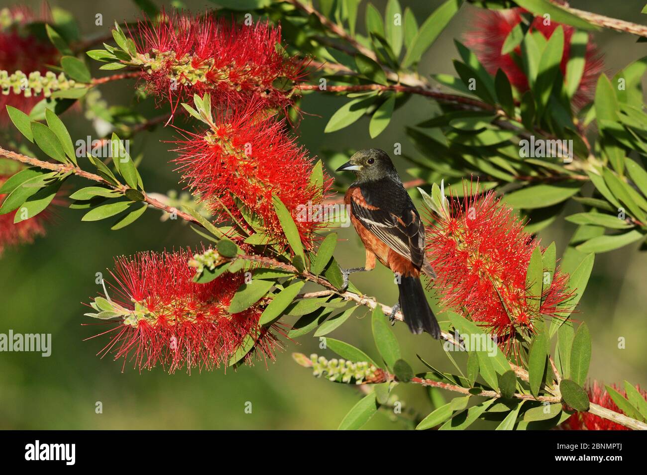 Orchard Oriole (Icterus spurius), male feeding on blooming Lemon ...