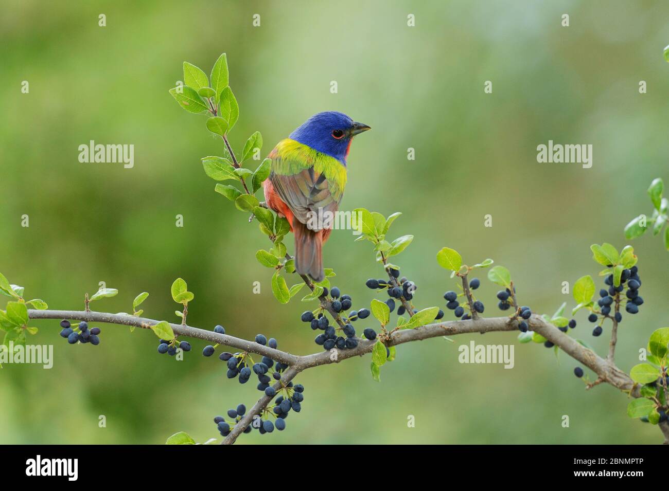 Painted Bunting (Passerina ciris), adult male perched on Elbow bush ...