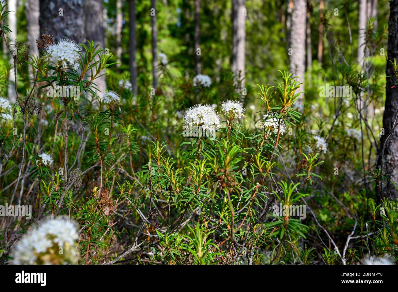 Labrador close up in landscape hi-res stock photography and images - Alamy