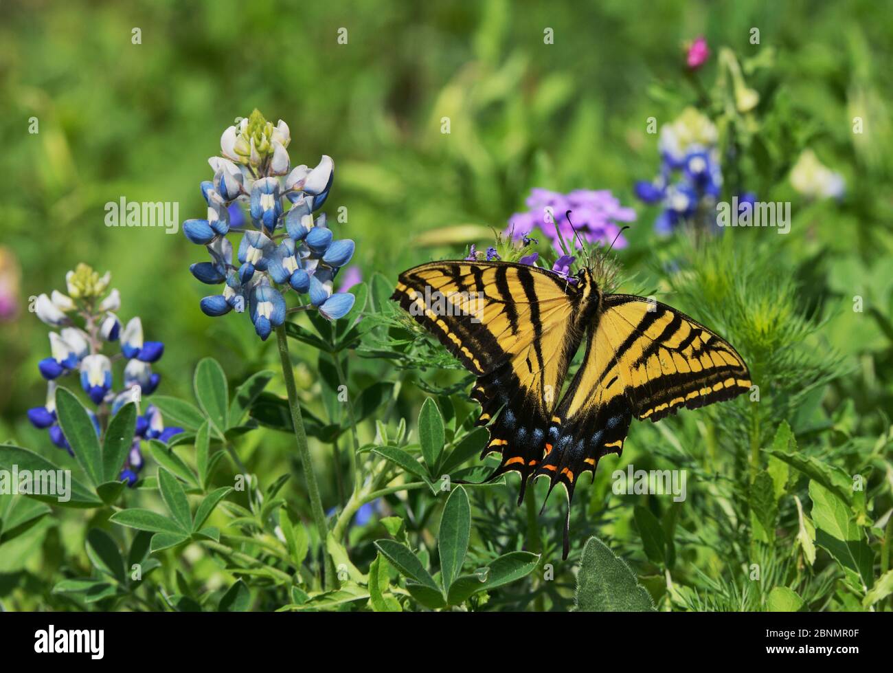 Twin tailed tiger swallowtail hi-res stock photography and images - Alamy