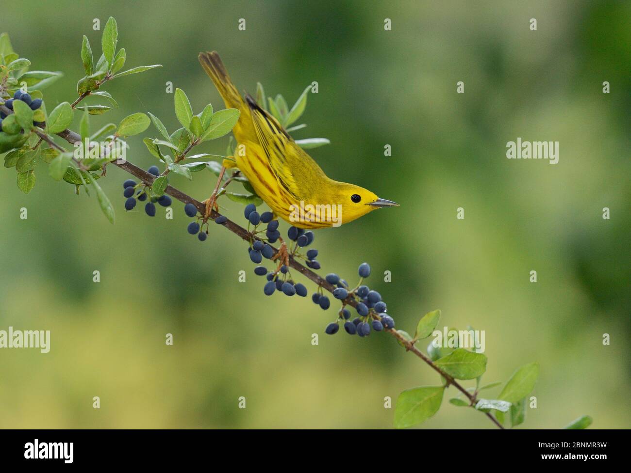 Forestiera pubescens hi-res stock photography and images - Alamy