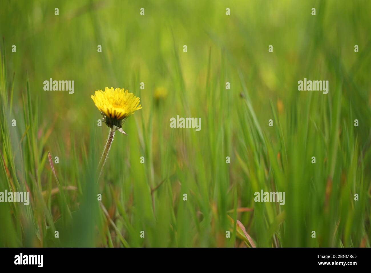 One yellow dandelion flower grow in a spring green grass Stock Photo ...
