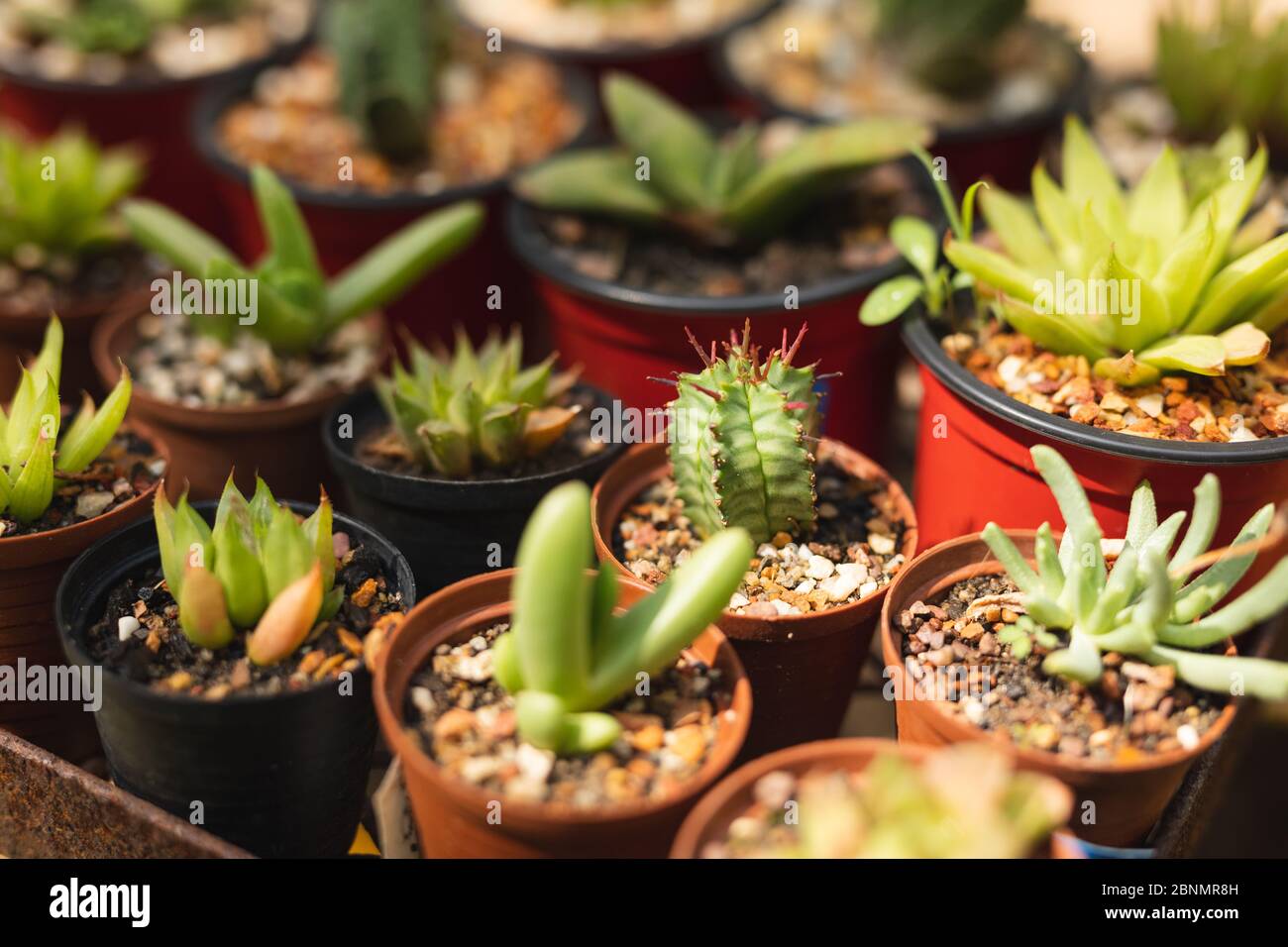 Plastic pots hi-res stock photography and images - Alamy