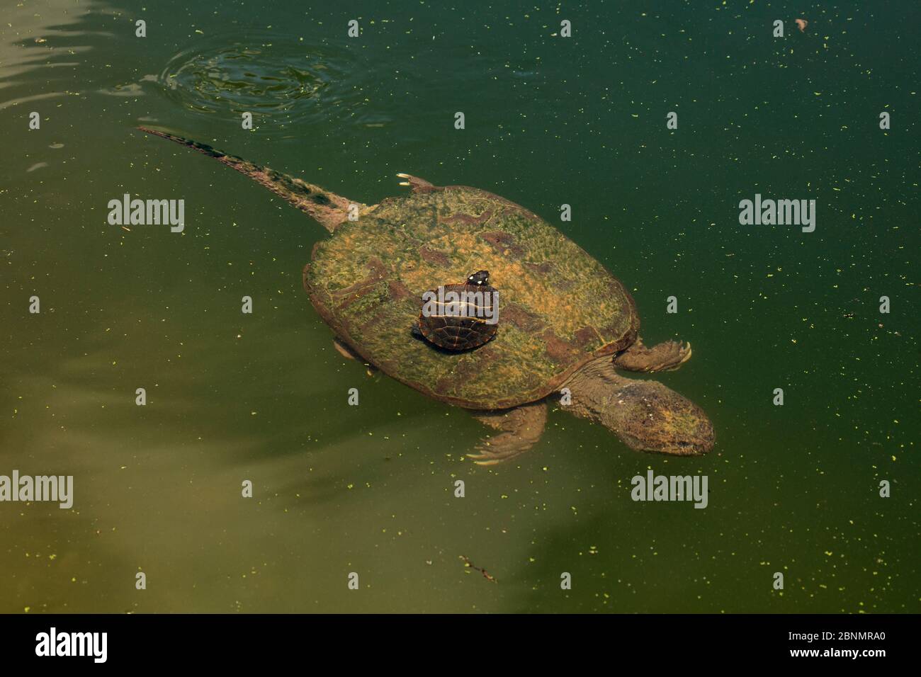 Painted turtle (Chrysemys scripta) eating algae off the carapace of a ...