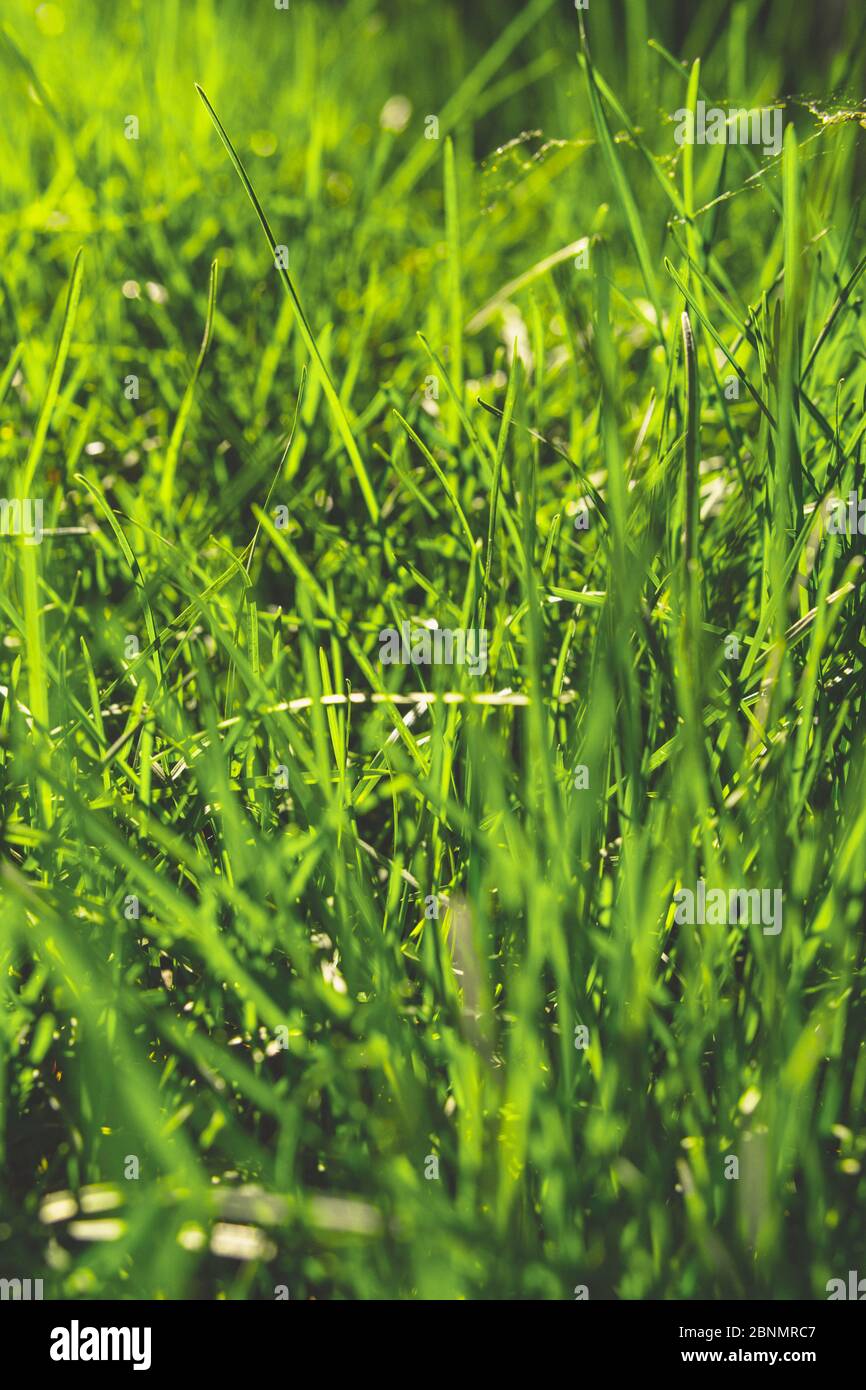 Spring green grass Under the bright sun. natural backgrounds Stock ...