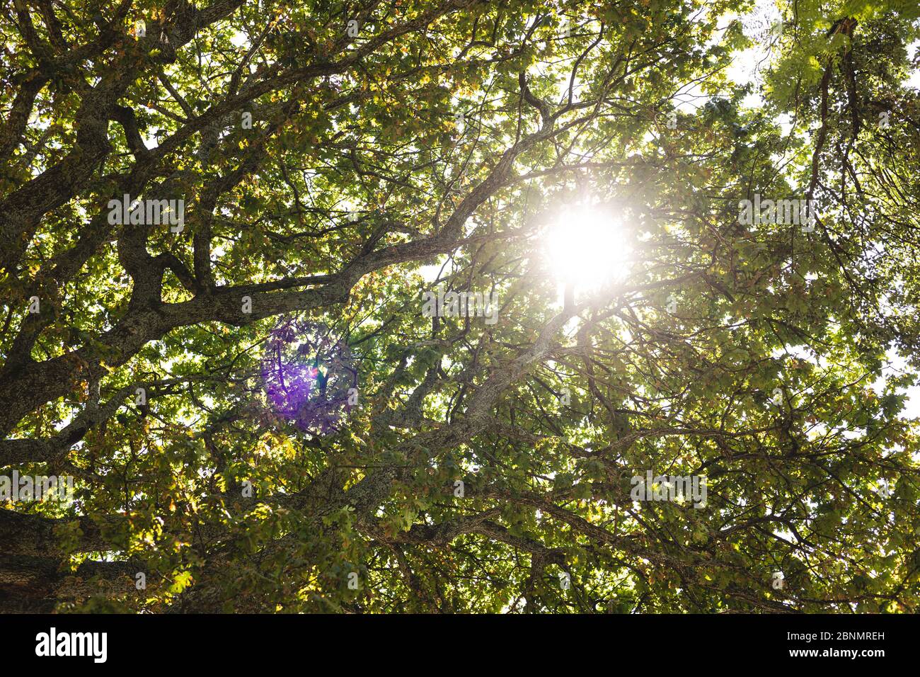 View of branches of a tree hi-res stock photography and images - Alamy