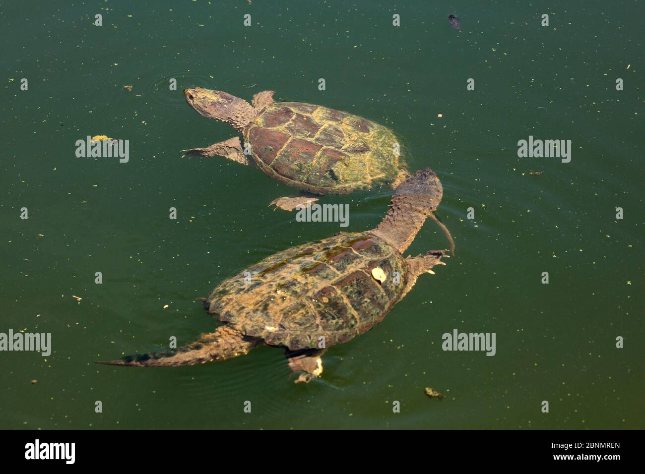 Snapping turtle (Chelydra serpentina) male attempting to mate with ...