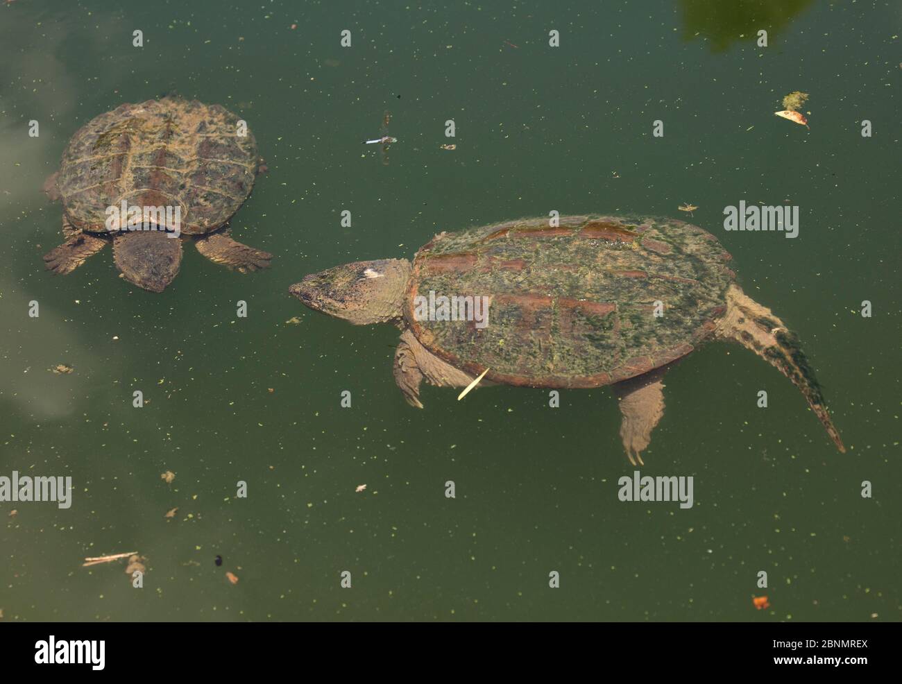 Snapping turtle (Chelydra serpentina) male attempting to mate with ...