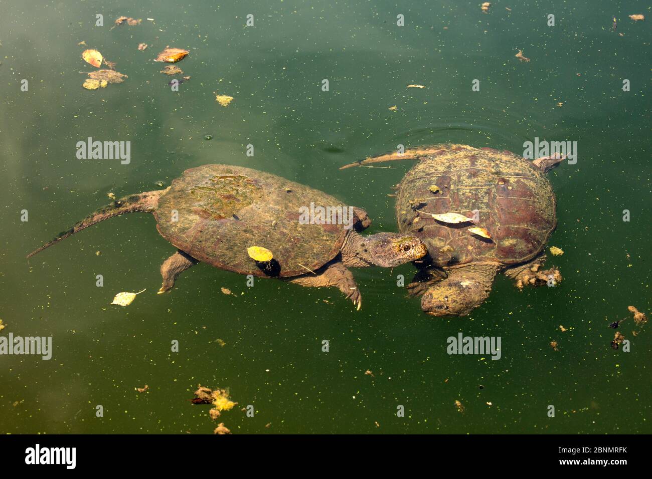 Snapping turtle (Chelydra serpentina) male attempting to mate with ...