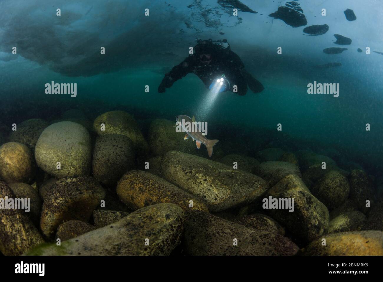 Lenok fish (Brachymystax) wth diver under Ice, Lake Baikal, Siberia ...