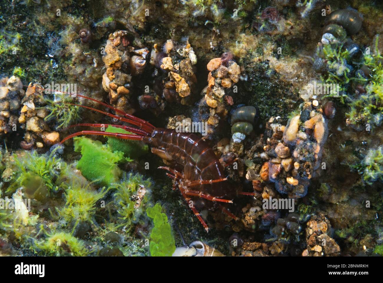 Gammarid hi-res stock photography and images - Alamy