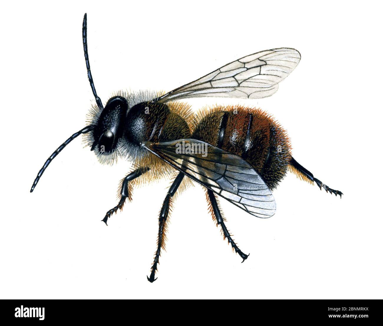 Red mason bee (Osmia rufa) illustration Stock Photo - Alamy