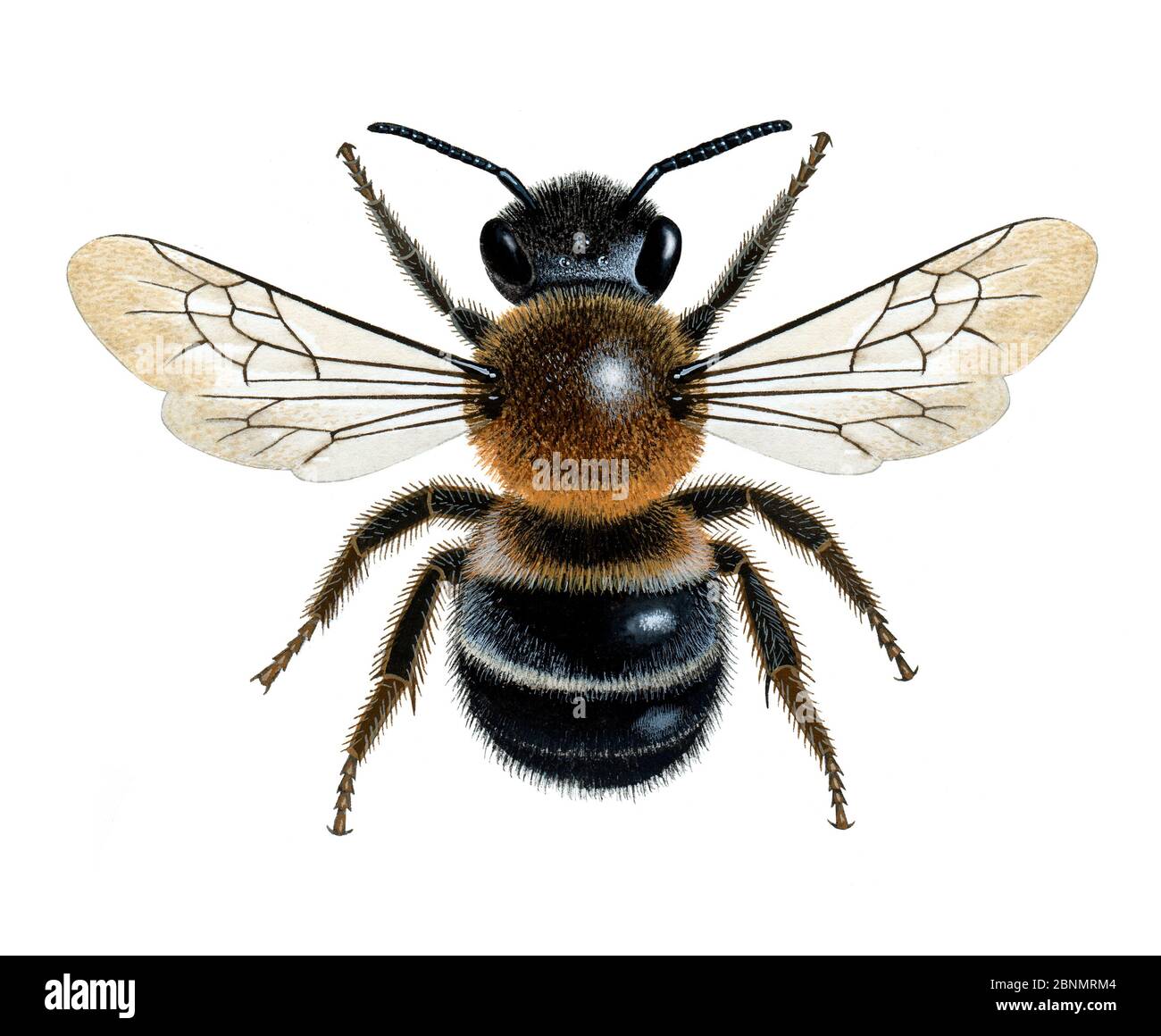Osmia xanthomelana hi-res stock photography and images - Alamy