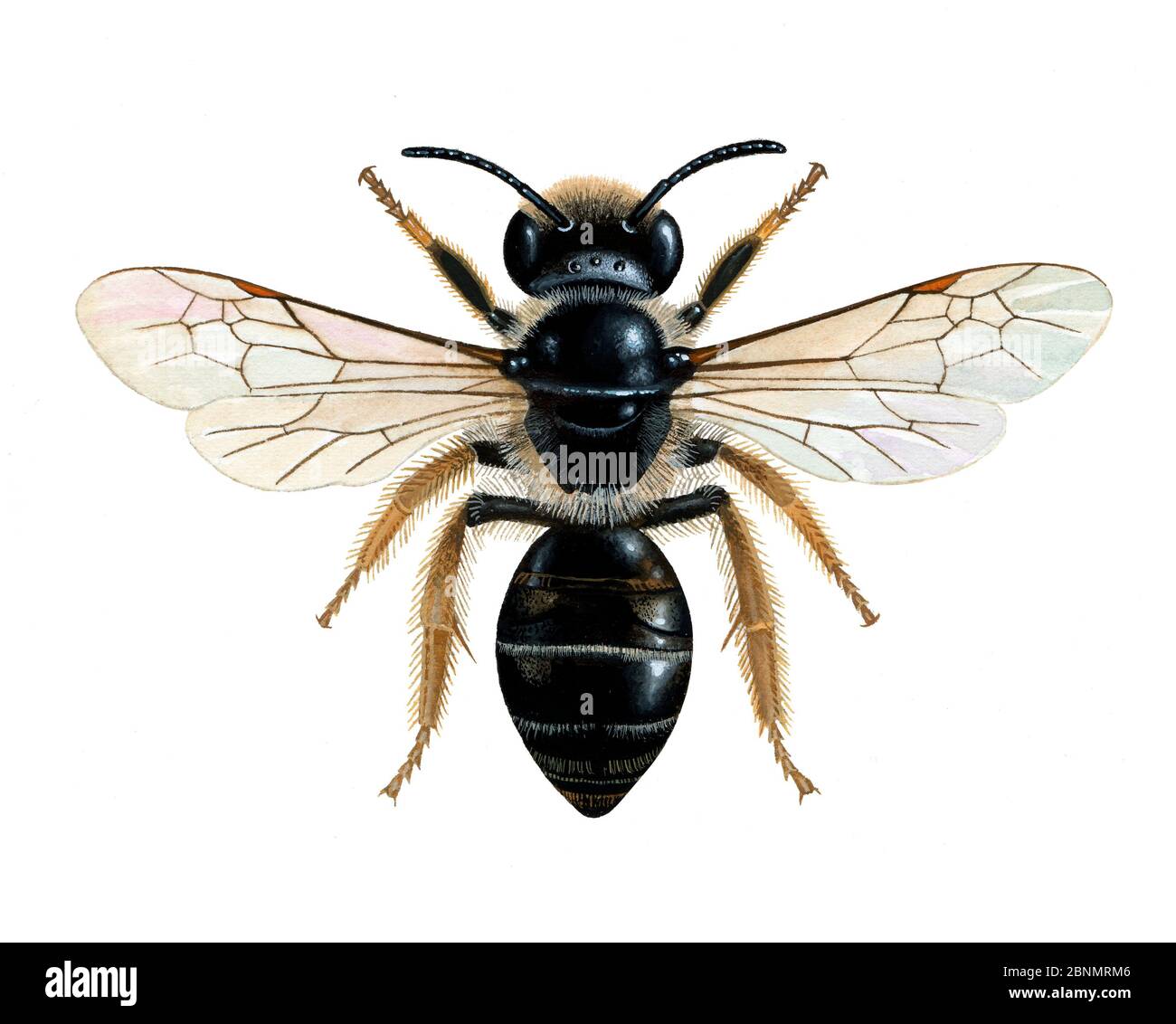 Tormentil mining bee (Andrena tarsata) illustration Stock Photo - Alamy