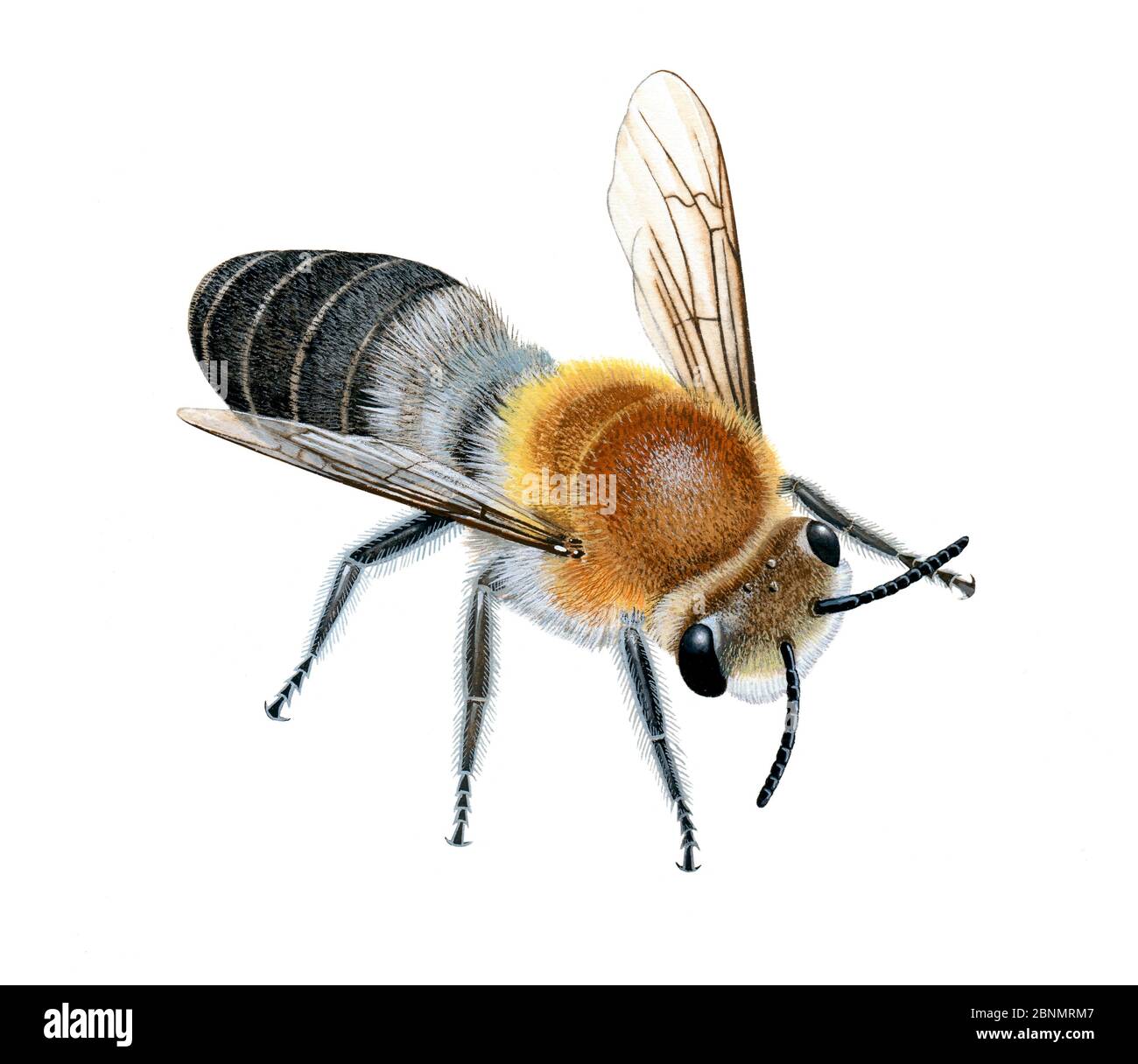 Northern Colletes Bee (Colletes floralis) illustration Stock Photo - Alamy