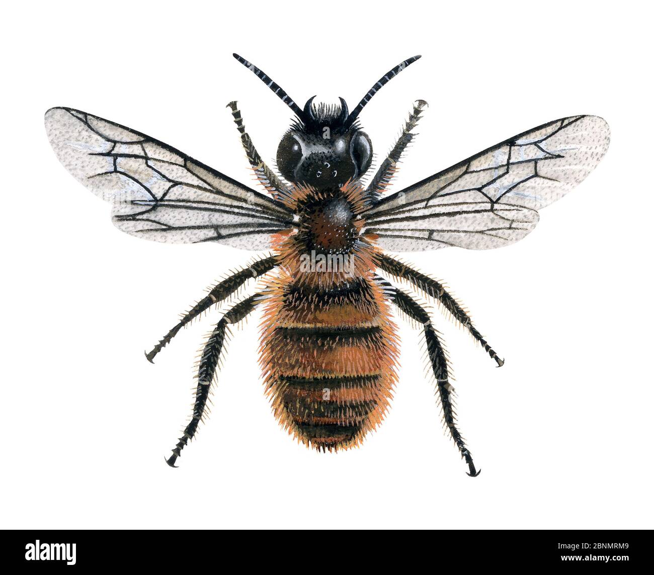 Red mason bee (Osmia rufa) female, illustration Stock Photo - Alamy