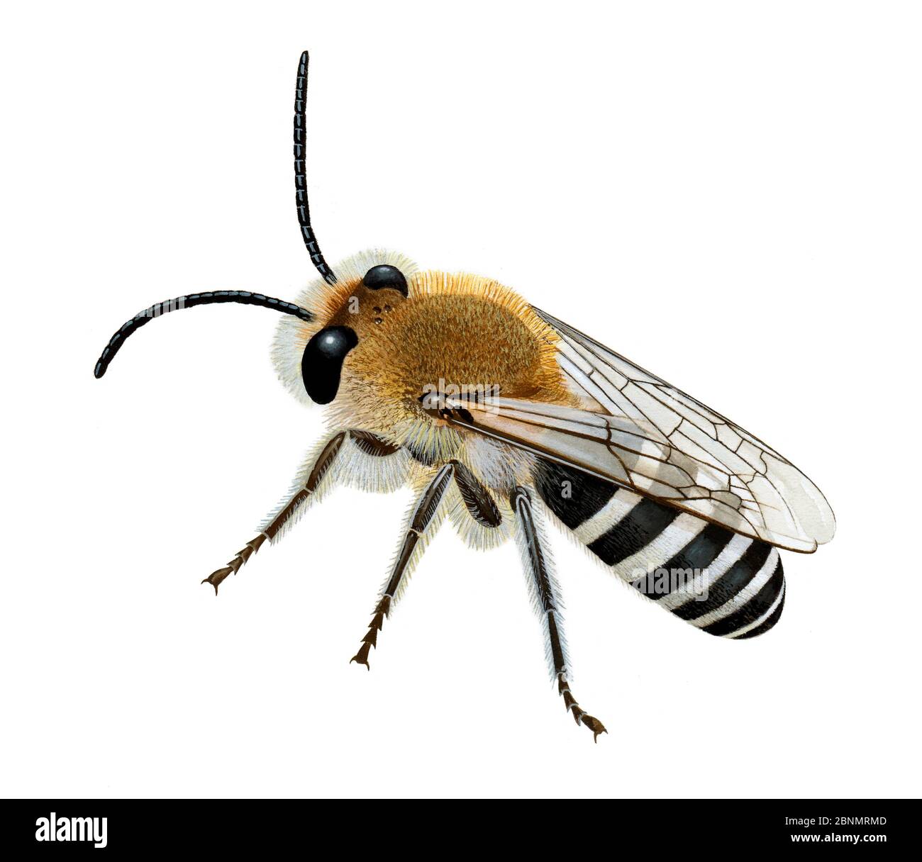 Sea aster mining bee (Colletes halophilus) illustration Stock Photo - Alamy