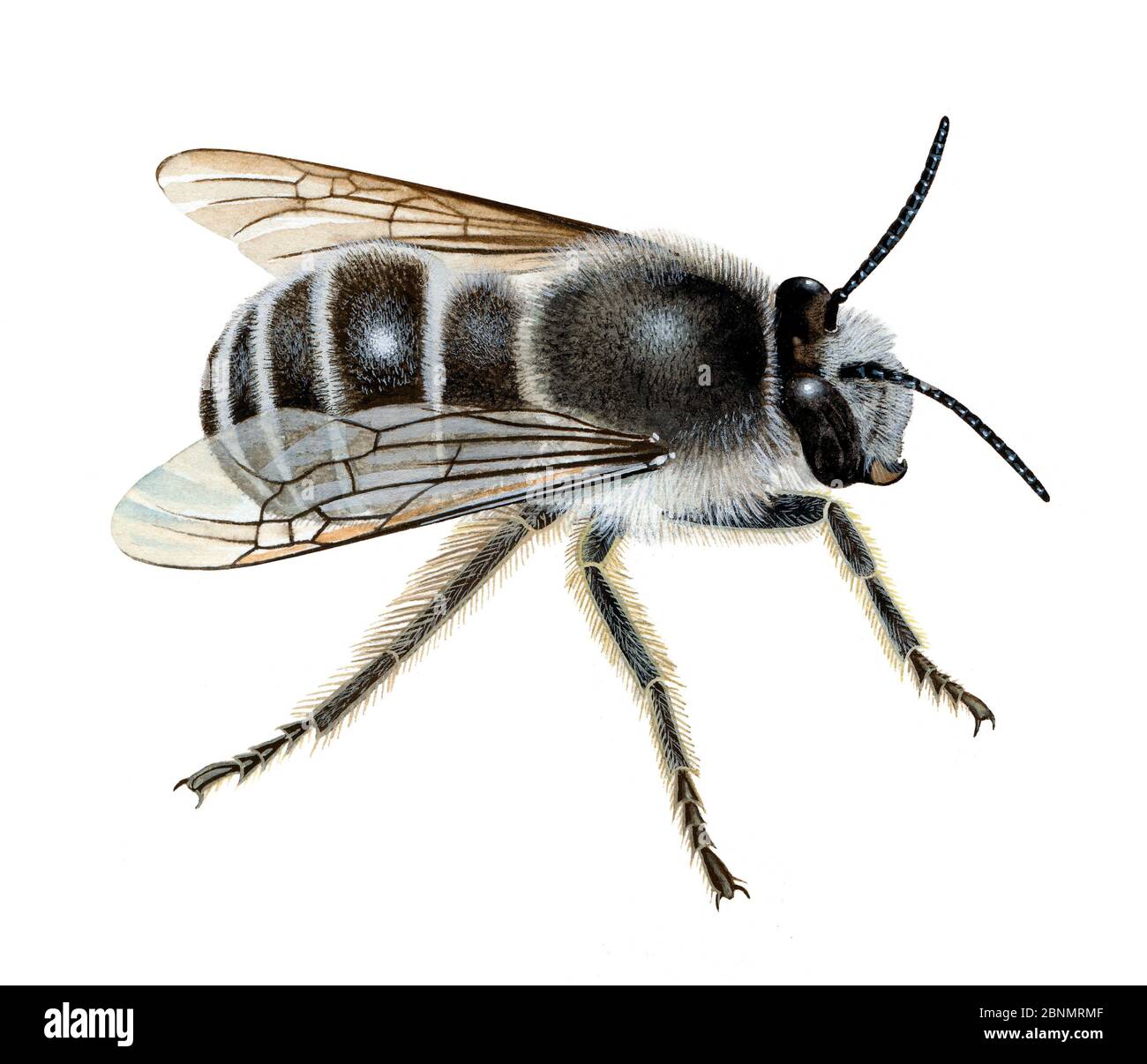 Potter flower bee (Anthophora retusa) illustration Stock Photo - Alamy