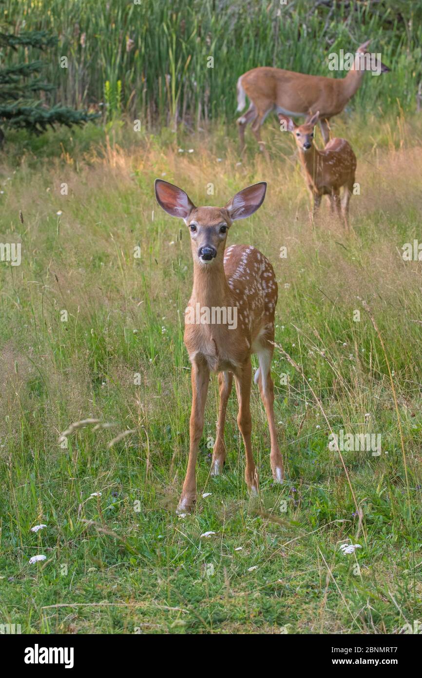 White-tailed deer (Odocoileus virginianus) mother doe with two fawns ...