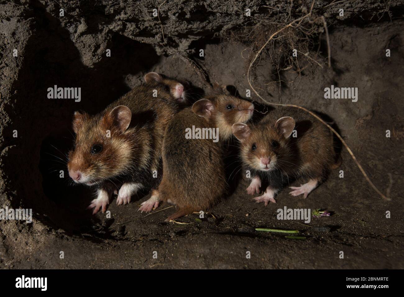 European hamster (Cricetus cricetus) female in burrow with its young ...
