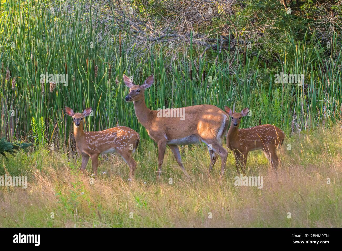 White-tailed deer (Odocoileus virginianus) mother with her twin fawns ...