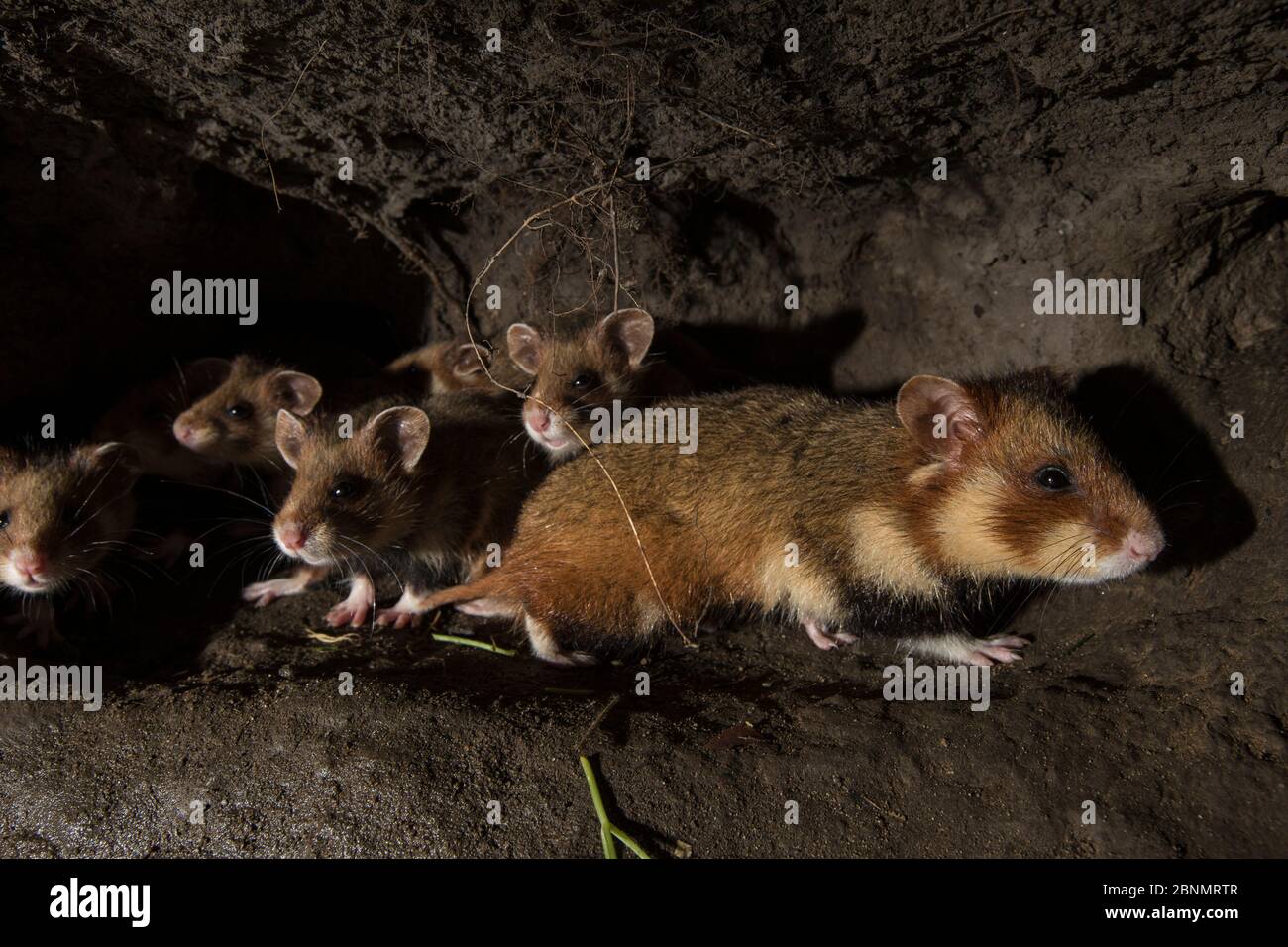 European hamster (Cricetus cricetus) female in burrow with its young ...