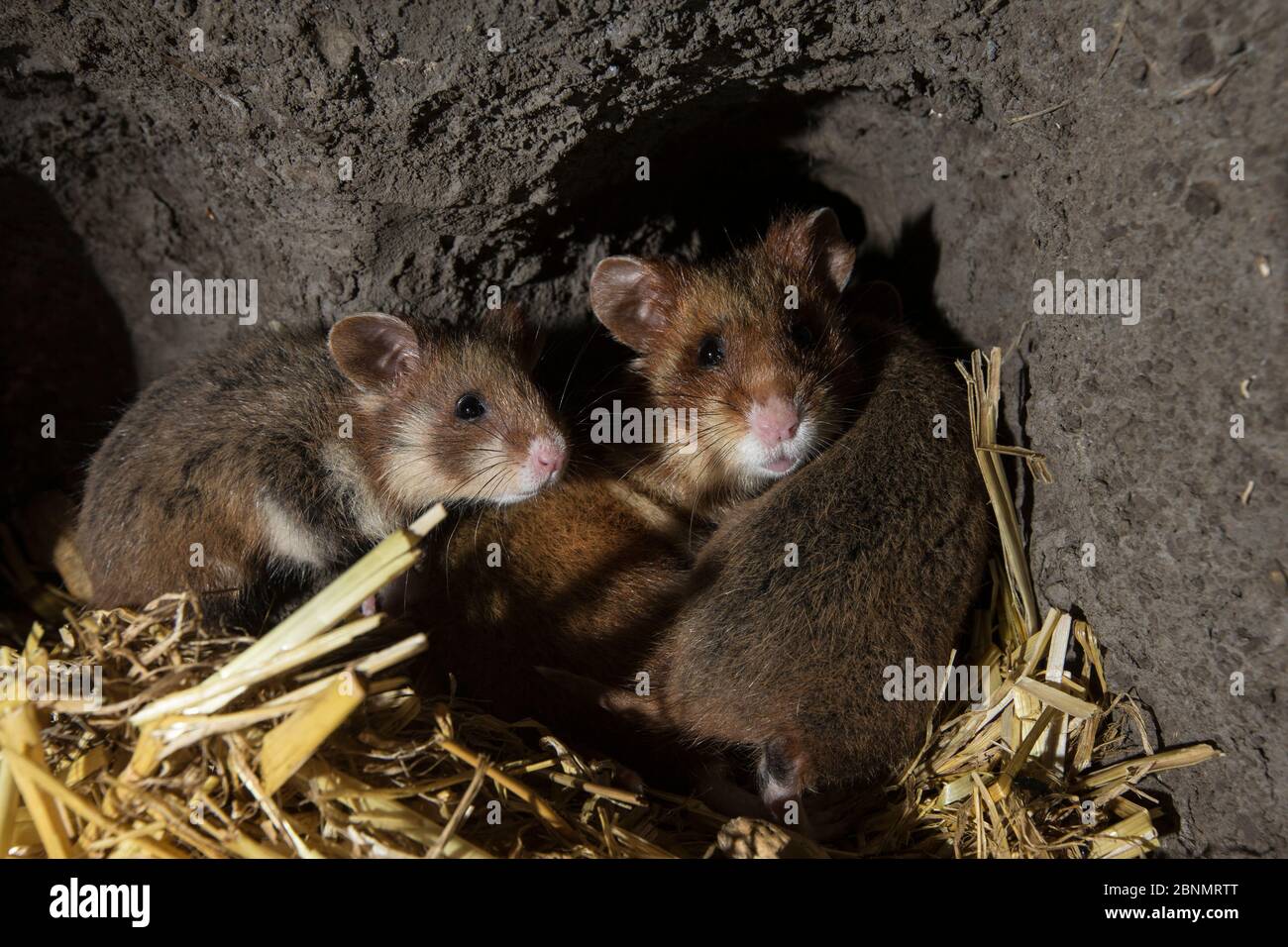 European hamster (Cricetus cricetus) female in burrow with its young ...