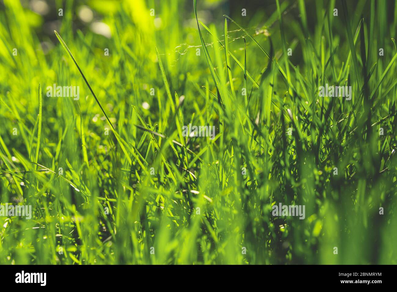 Spring green grass Under the bright sun. natural backgrounds Stock ...