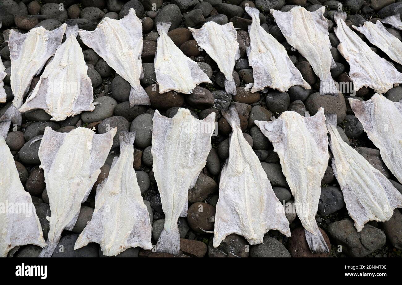 Traditional clipfish, dried and salted cod, Isafjrdur, Norway. July ...