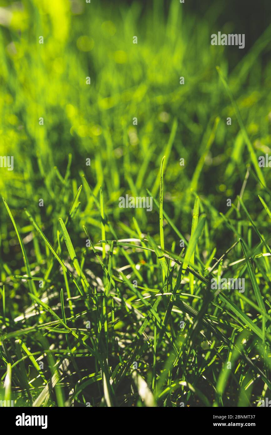 Spring green grass Under the bright sun. natural backgrounds Stock ...