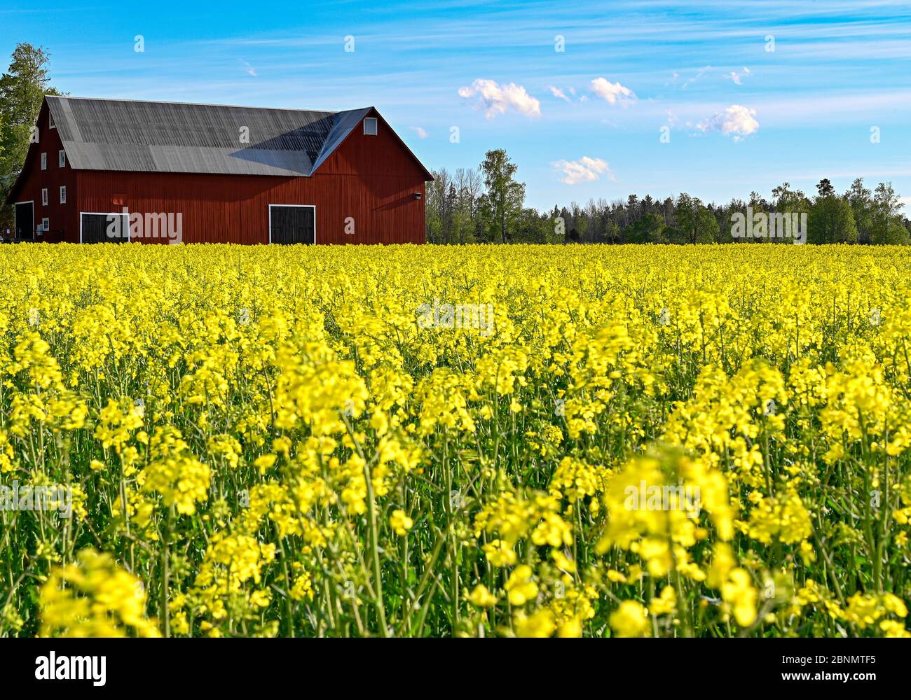 red barn near rapeseed field in Sweden Stock Photo - Alamy
