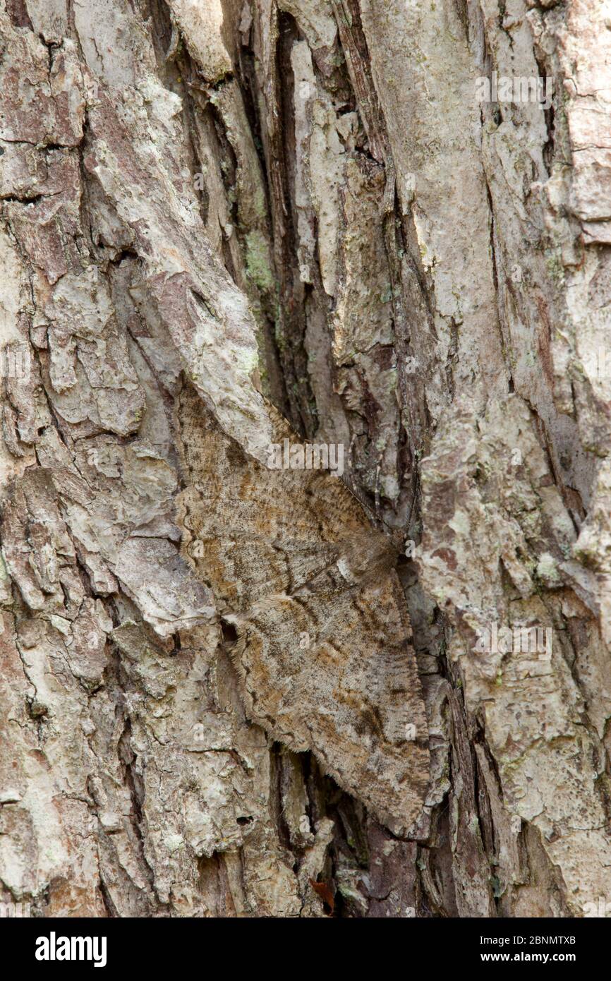 Mottled beauty moth (Alcis repandata) camouflaged on tree bark ...